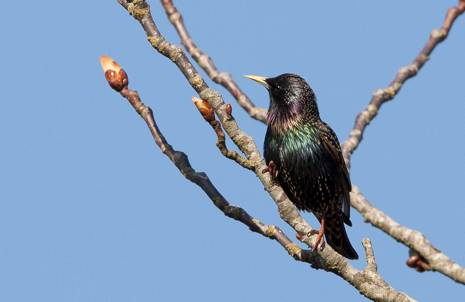 Spot fugle i haven med denne guide. Se de 11 fugle her - ALT.dk